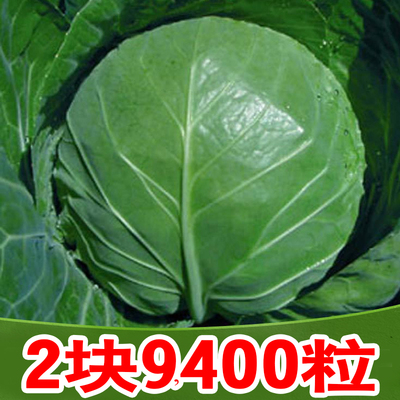 京丰一号甘蓝种子高产杂交包菜种籽卷心菜包心白菜种孑结球紧实