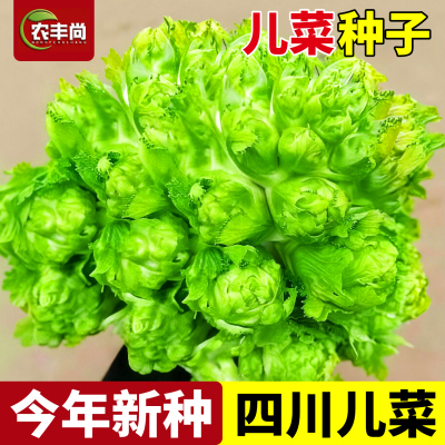 儿菜种子正宗多侧枝芥菜籽种四季