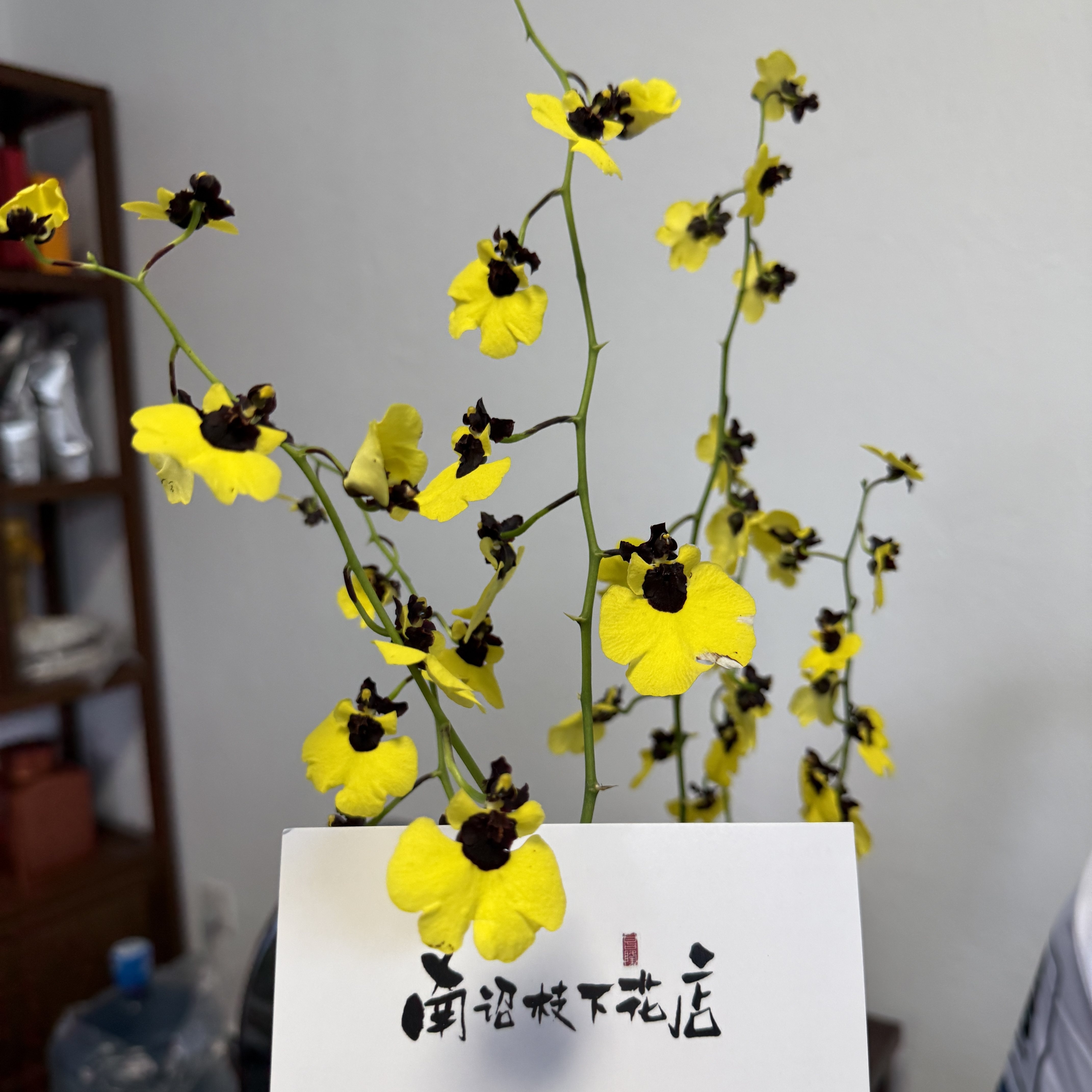 【南诏甄选】老虎尾文心兰 宽大亮黄色唇瓣 花箭修长持久留香勤花