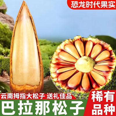 中原巴松原味熟食拇指大巴拉那松子开口王坚果零食云南特产送礼年