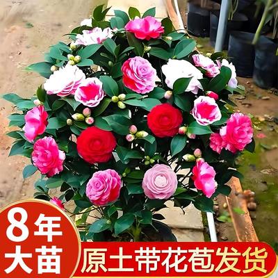茶花树苗山茶花盆栽五色赤丹带花苞香妃室内四季名贵花卉开花植物
