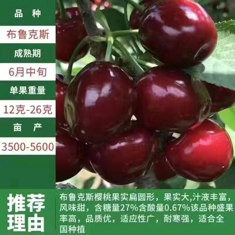 布鲁克斯树苗嫁接樱桃树苗庭院盆地栽南方北方种植耐寒正宗樱桃