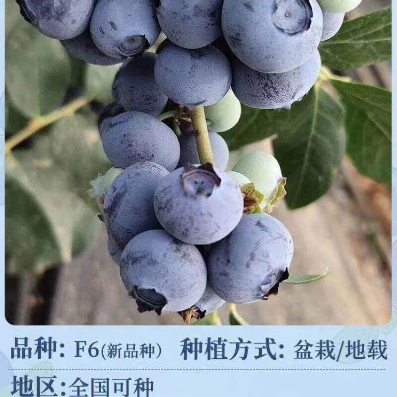 【F6蓝莓苗】盆栽蓝莓果树苗大果蓝莓苗耐寒南方北方室内室外种植