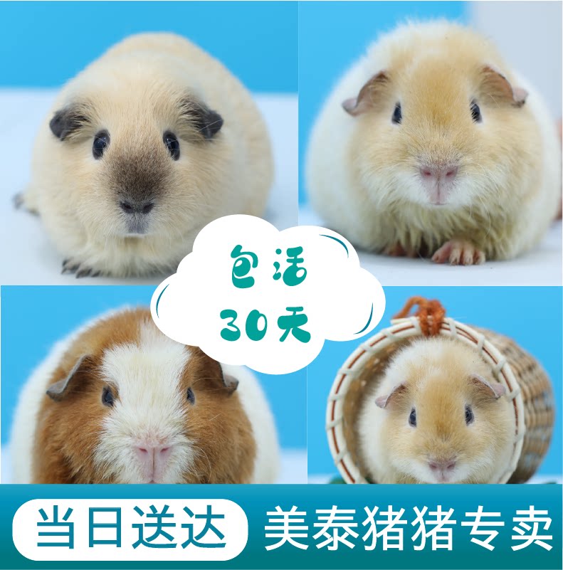 宠物荷兰猪加州奶黄长卷逆顺毛活物体白英短美泰幼崽宝宝天竺豚鼠