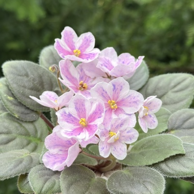 G011苦苣苔非洲堇：春日微风（艳丽版）室内耐荫，四季开花