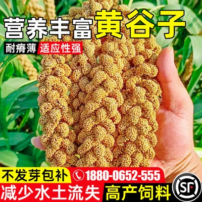 黄谷子四季高产畜牧养殖鹦鹉专用