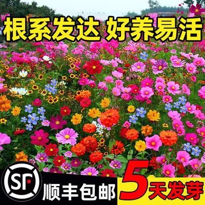 野花组合四季种植易成活太阳花籽