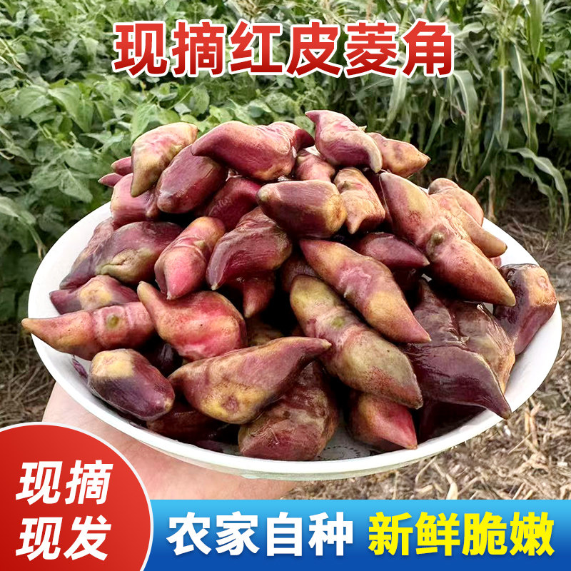苏北菱角新鲜生蔬菜老菱角棱角菱角米水菱角粉菱角红菱洪湖特产菜