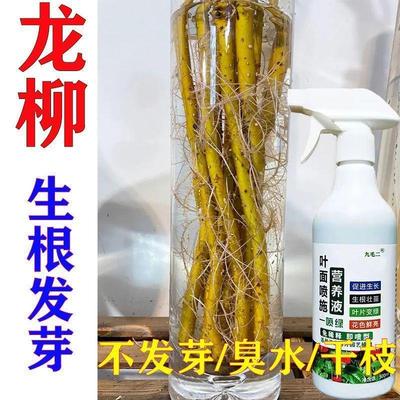 适合各种花的肥料龙柳枝营养液干枝银柳龙柳雪柳土培水培营养液促