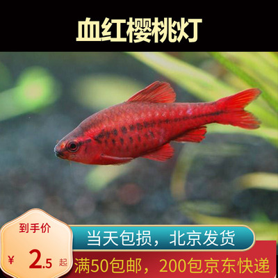 血红樱桃灯长尾北京小型草缸观赏鱼淡水新手耐养热带鱼群游南美
