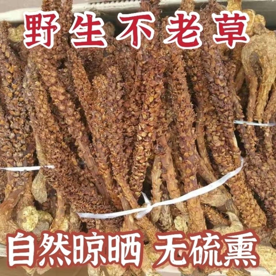 大兴安岭野生草苁蓉不老草回春草泡酒煲汤泡茶山苞米包邮