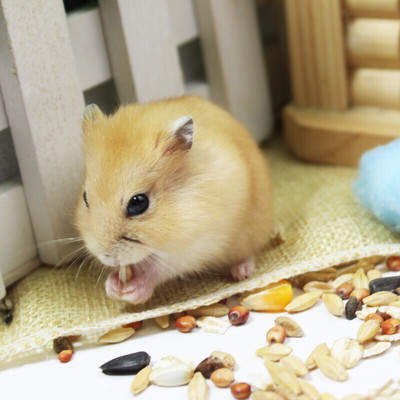 小宠物仓鼠活体布丁三线银狐紫仓宝宝一对老公公婆金丝熊奶茶送盒