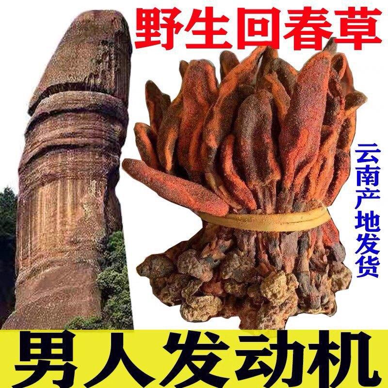 正品云南野生回春草旗舰店顶天柱泡酒正宗不老草泡茶泡水男性滋补