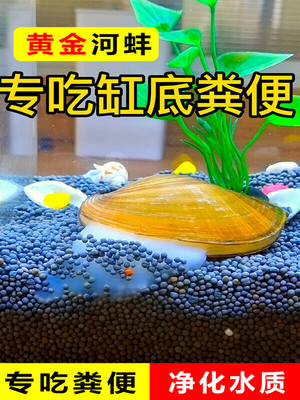 净化水质鱼缸吃清理粪便黄金小河蚌鲜活体淡水观赏黑金刚除藻大螺