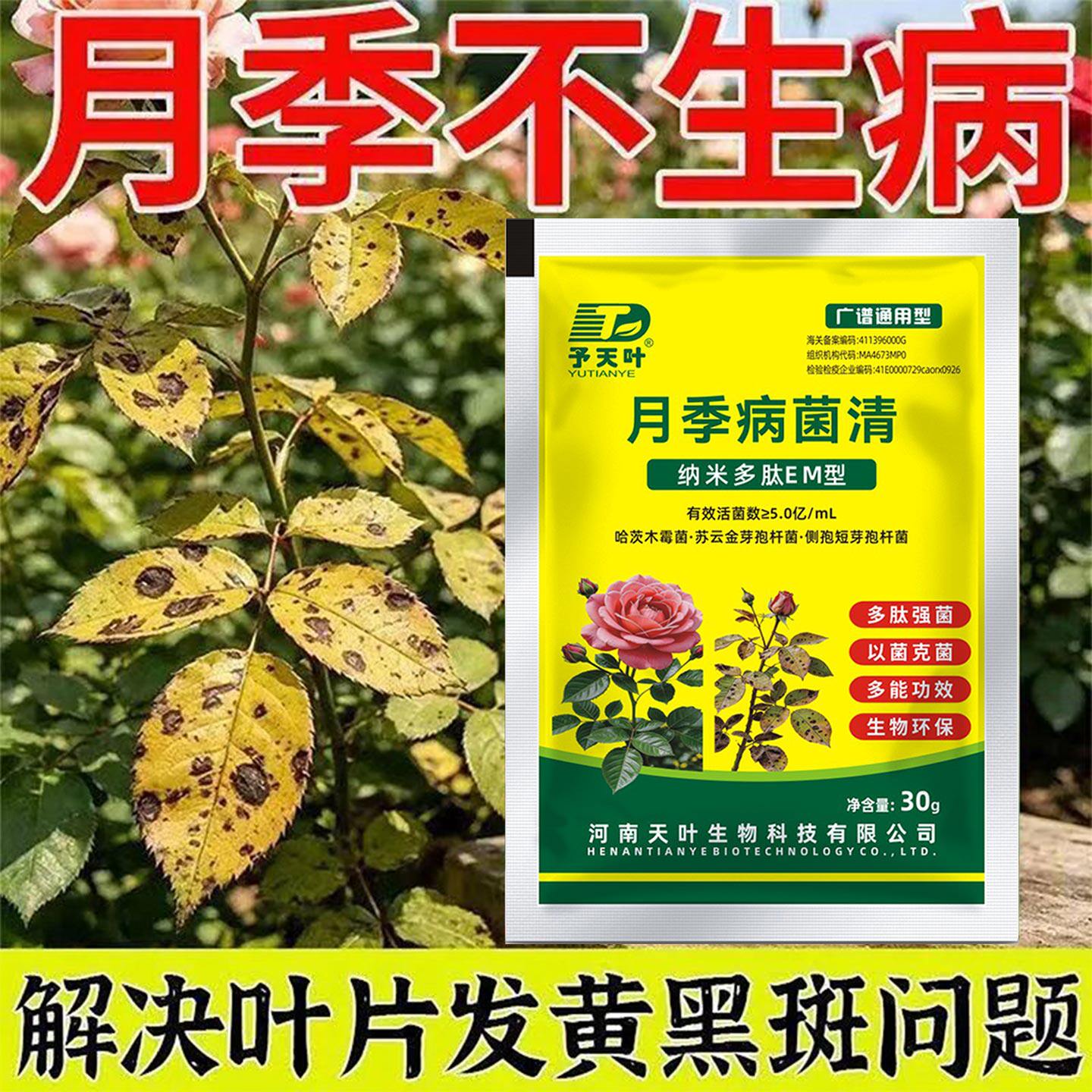 月季病虫害常用药玫瑰黑斑白粉叶子发黄枯萎叶枯病专用菌剂营养液