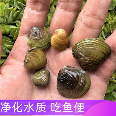 溪蚬小河蚌黄金蚬贝壳净水鲜活观赏螺淡水冷水鱼缸除藻绿水除垃圾