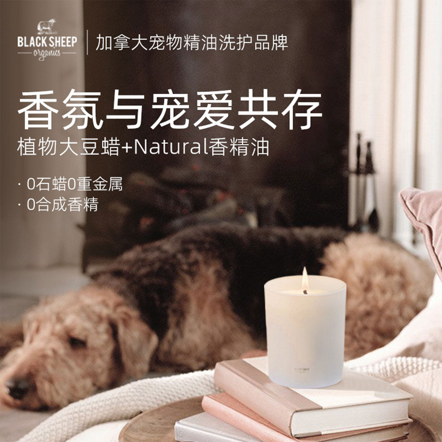 加拿大原装进口blacksheep黑羊香薰蜡烛宠物友好天然植物精油调香