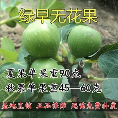 新品种盆栽地栽无花果 早熟品种 绿早无花果树苗 南北方种植