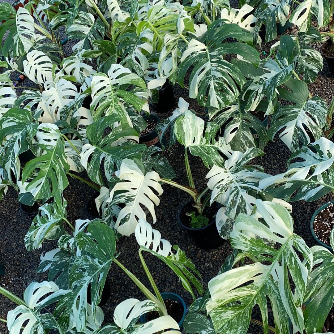 明冠园艺 白锦龟背竹室内锦化植物一物一拍看好下单不包后期锦化