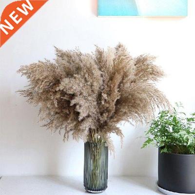 5/10Pcs/Bunch 30/80cm Natural Phragmites&Reed