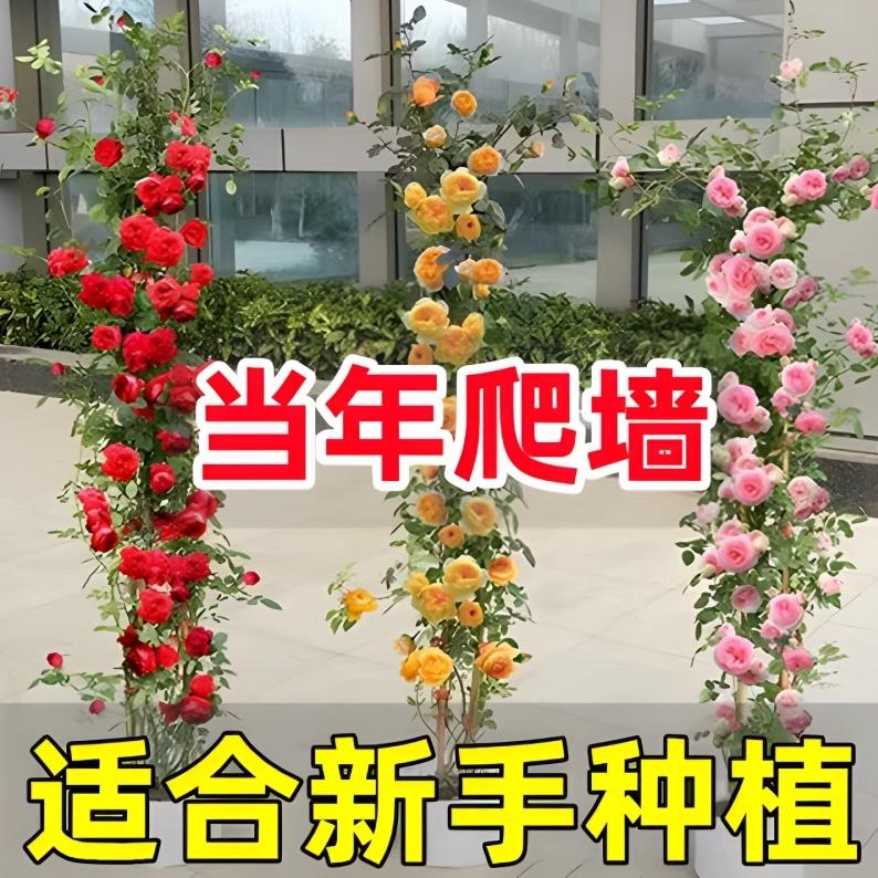 蔷薇花苗藤本月季特大浓香庭院爬藤植物花卉盆栽阳台玫瑰爬墙四季