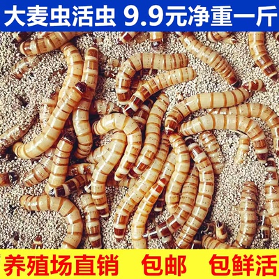 大麦虫活虫鲜活面包虫大号黄粉虫金龙鱼鱼食八哥画眉鸟食活体虫子