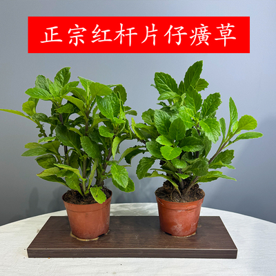 正宗漳州红杆片仔癀草白凤菜