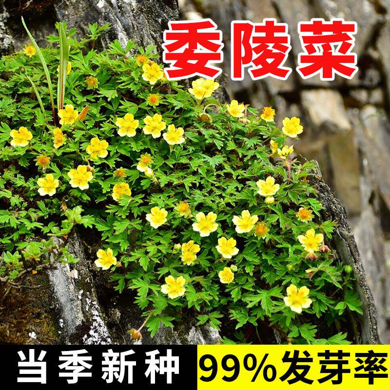 委陵菜种籽白头翁种子蛤蟆草种子四季庭院多年生地被耐寒耐阴花卉