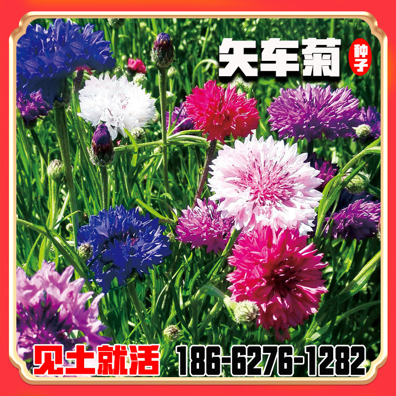 矢车菊种子四季易种活蓝色荔枝菊种籽室外庭院绿化耐寒花卉花种籽