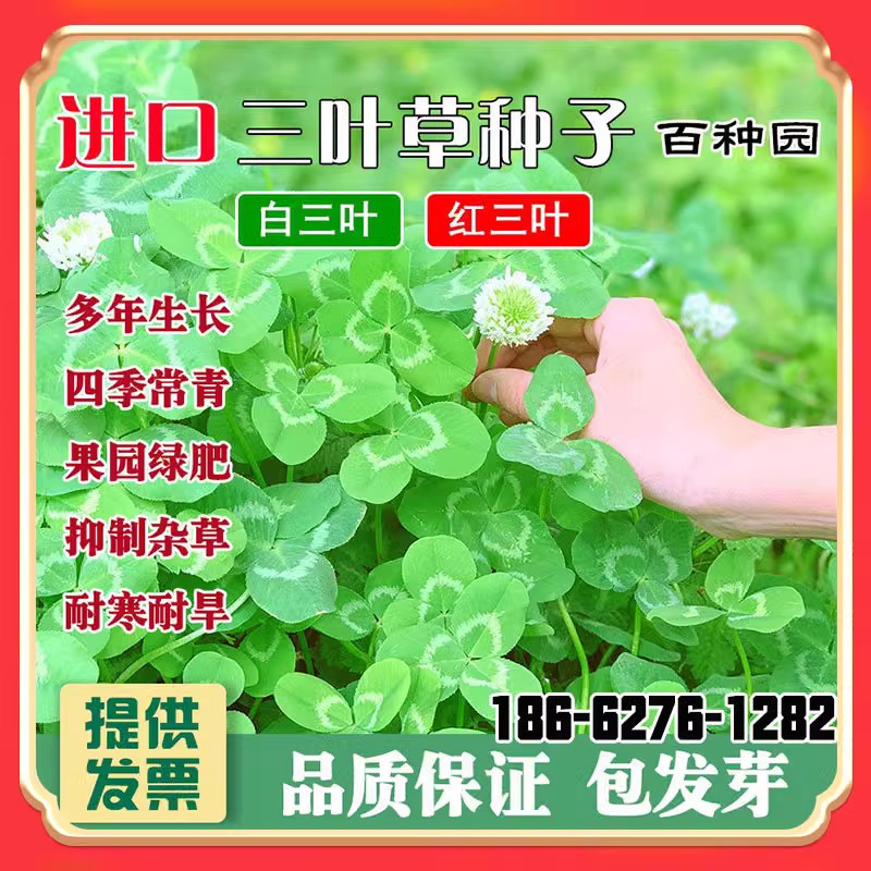 进口红白三叶草种子花籽四叶草幸运草坪牧草籽多年生果园绿肥种籽