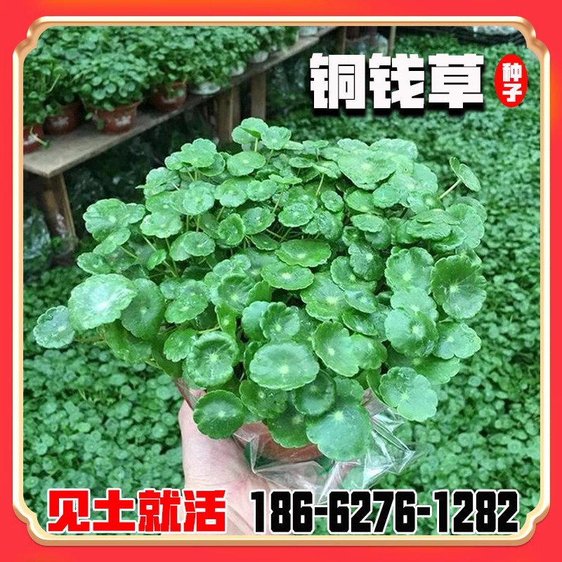 铜钱草种子马蹄金小金钱草四季铜钱草坪种籽水培花卉盆栽室内草籽