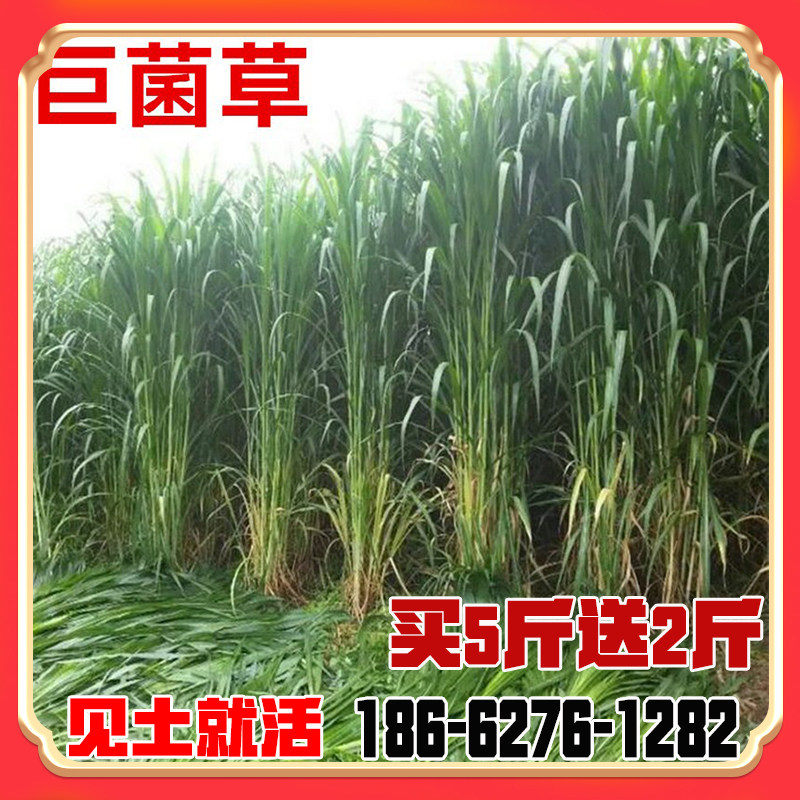 高产型巨茵草种子四季多年生牧草种籽喂牛羊马猪鱼兔鸡鸭鹅草种籽
