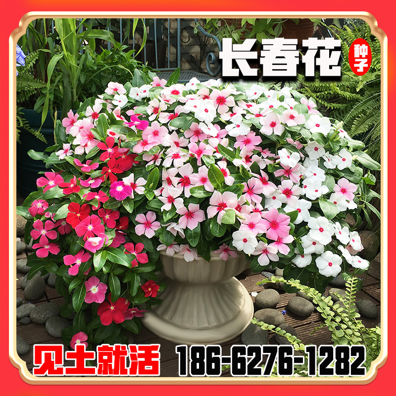 长春花种子四季开花耐旱易活阳台盆栽花籽天天开耐寒日日春花种籽
