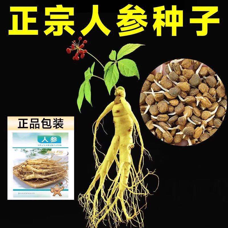 长白山人参种子正品野山参种子四季易种中草药材室内庭院盆栽种籽
