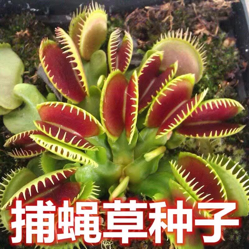 捕蝇草种子猪笼草种籽捕苍蝇盆栽食蝇花籽驱虫草食虫植物食虫草籽