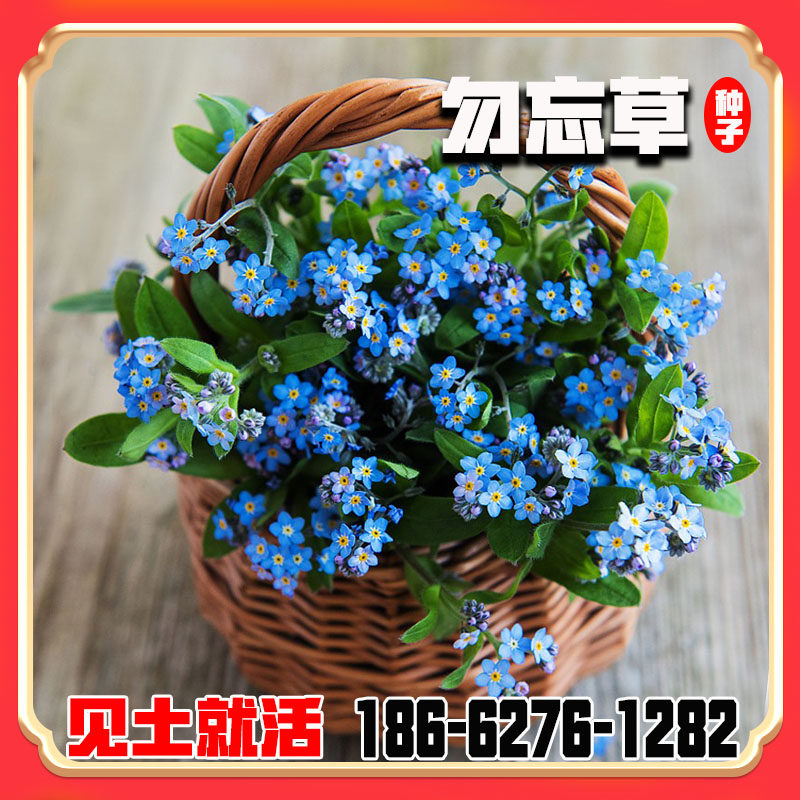 进口勿忘草种子宿根四季多年生勿忘我花种籽盆栽耐寒易种花卉花籽