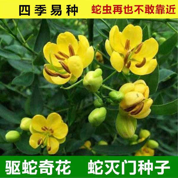 蛇灭门种子四季播种望江南野决明籽驱蛇草种孑凤凰草驱蚊虫花种籽