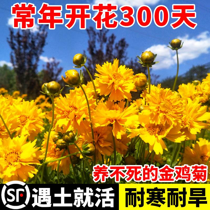 大花金鸡菊种子多年生金钱菊花籽盆栽四季播种景观园林花卉种籽孑