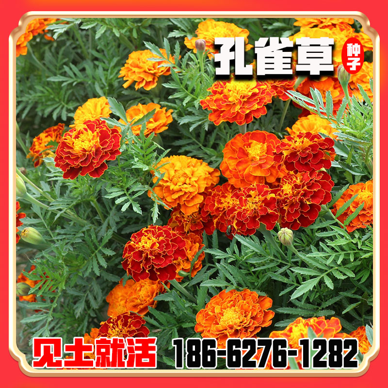 孔雀草种子四季耐寒矮生重瓣花籽庭院阳台盆栽园林花海花卉花种籽