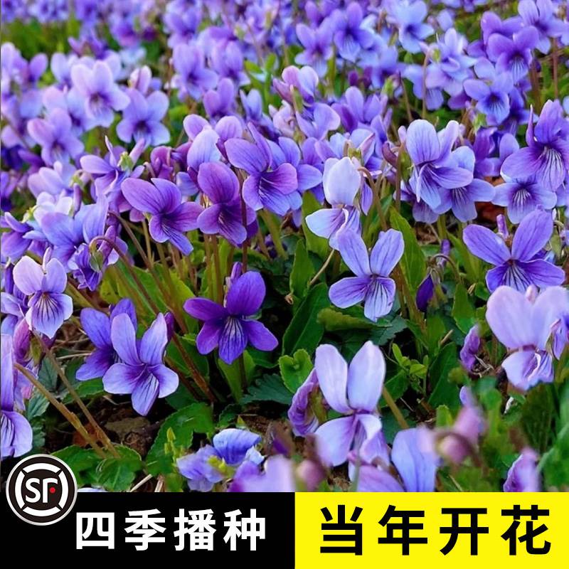 紫花地丁种子耐寒被耐阴多年生野堇菜种籽四季花籽宿根地被花种籽