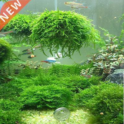 Moss Ball Filter Filtration Fi Aquatic Pet Supplies Aquari