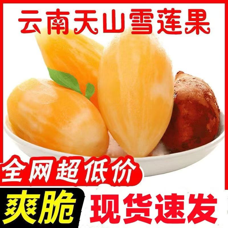 云南雪莲果新鲜水果当季红心脆甜雪莲果整箱包邮天山雪莲果