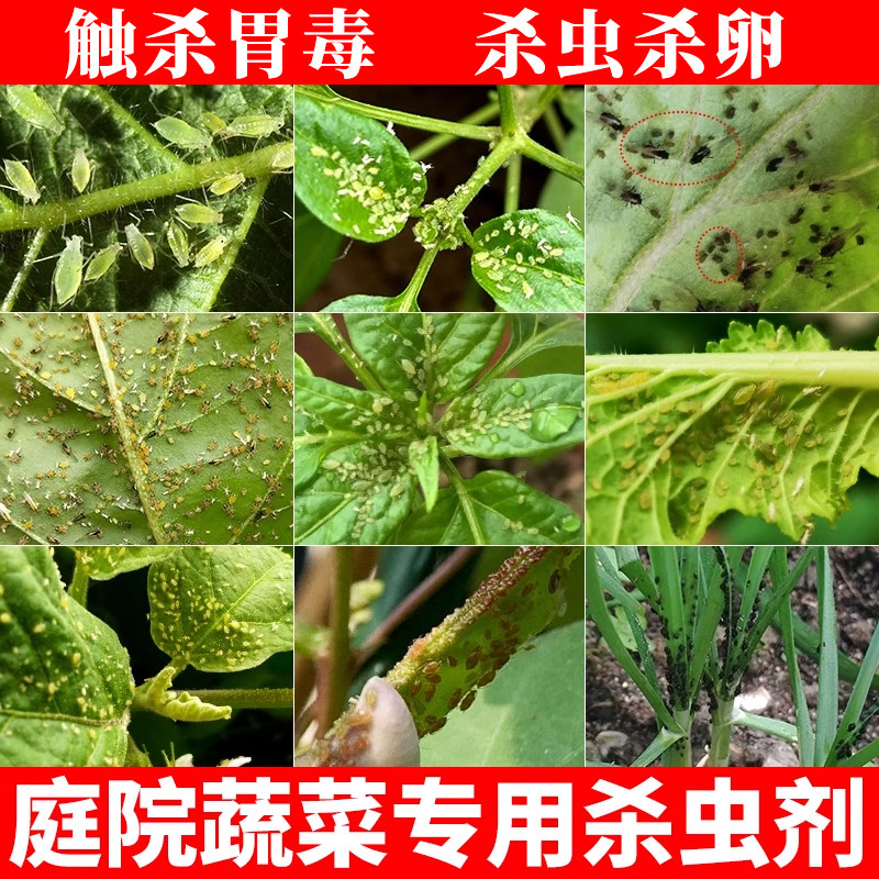蔬菜杀虫剂农药植物阳台庭院农药辣椒白菜月季花卉腻虫蚜虫