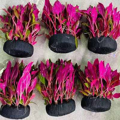 丹麦红玫瑰鲜活色中景阳性