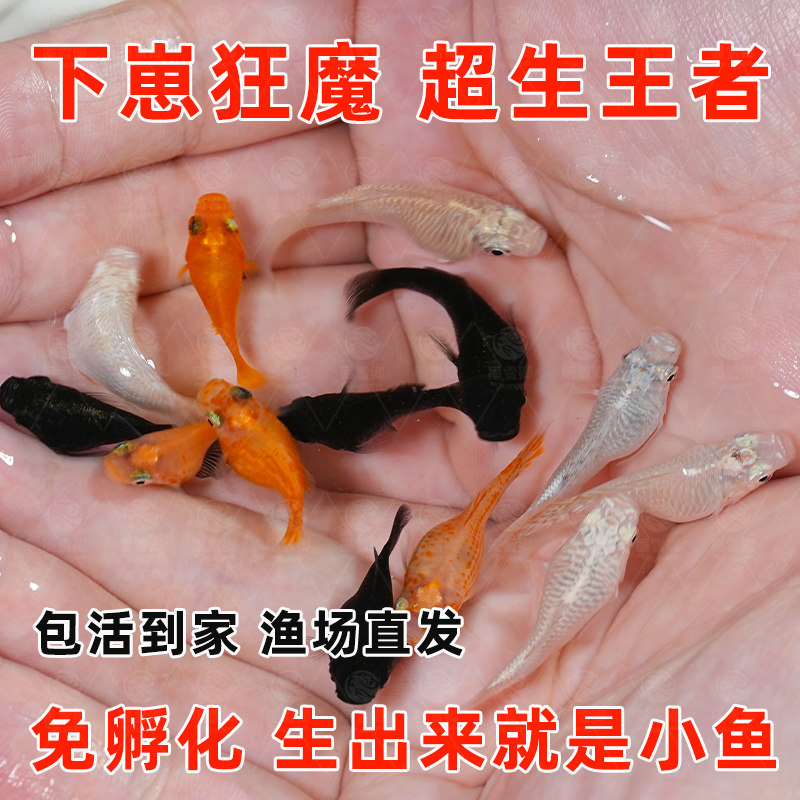 胎生鱼活体玛丽球淡水冷水小鱼易繁殖招财鱼好养热带观赏鱼新手鱼