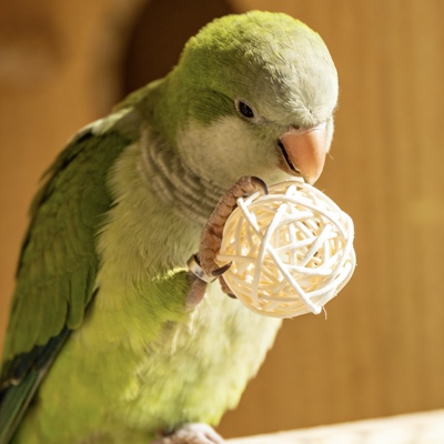 手工天然藤条柳干枝藤球鹦鹉啃咬鸟类磨牙解闷玩具用品亲人鸟玩具