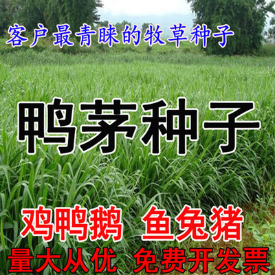 鸭茅种子耐阴耐热耐寒