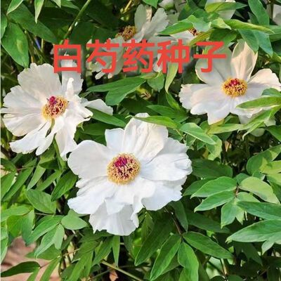 白芍种子材药籽红花海abcd