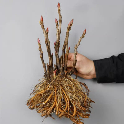 重瓣牡丹花树苗大苗易活盆栽