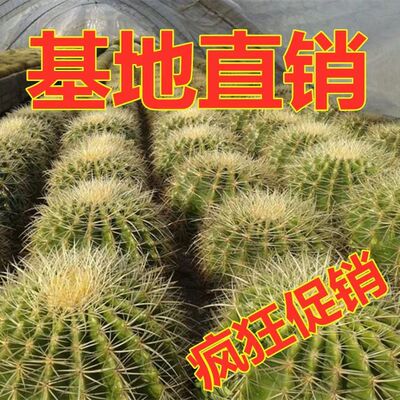 大号金虎仙人球多肉植物盆栽花卉